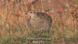 Sharp-Tailed Grouse Eating Custer State Park In Summer