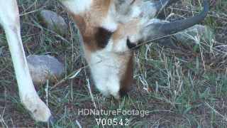 Pronghorn Antelope Buck Eating Custer State Park In Spring