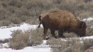 Bison Cow Birthing Giving Birth Breech Breech Presentation Legs