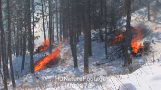 Land Use Forest Fire Brush Clearing Thinning Controlled Brushpiles Burning