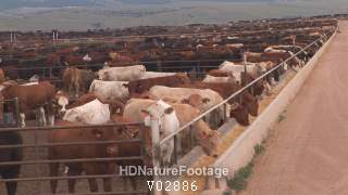 Colorado Land Use Cattle Feedlot Livestock Industry Cows Feeding Trough ...