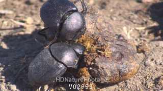 Dung Beetle Beetles Eating Feeding Fecal Material Droppings Buffalo Poop