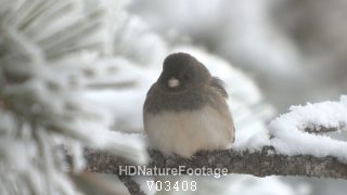 Junco Flying Ponderosa Pine Tree Black Hills Snow Branch In Winter