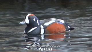 Harlequin Duck Drake Hen Male Female Swimming Several Seward In Summer