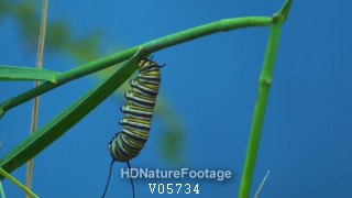 Monarch Caterpillar Larvae Worm Hanging Upside Down Hanging Pre-Chrysalis
