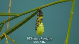 Monarch Caterpillar Larvae Worm Metamorphosis Change Chrysalis Changing ...