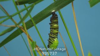Monarch Caterpillar Larvae Worm Metamorphosis Change Cocoon Pupa In Summer
