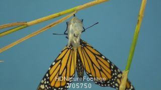 Monarch Hanging Upside Down Chrysalis Emerging Drying Wings In Summer