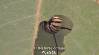 Monarch Caterpillar Larvae Worm Eating Milkweed Black Hills In Summer