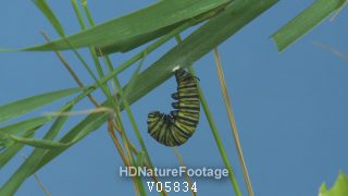 Monarch Caterpillar Larvae Worm Hanging Upside Down Black Hills In Summer
