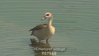 Egyptian Goose Eating Kruger National Park