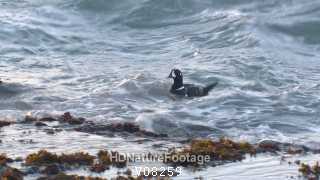 Harlequin Duck Drake Hen Male Female Eating Pair Ocean Surf