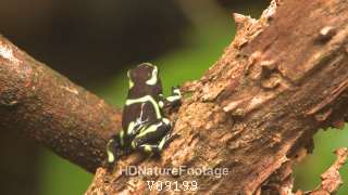 Green-And-Black Poison Dart Frog Jumping Jump Leap Corcovado National Park