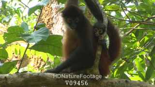 Spider Monkey Female Young Defecating Pooping Pair Corcovado National Park