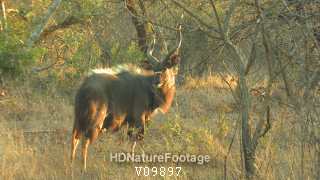 Nyala Buck Breeding Phinda Game Reserve