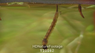 Mosquito Larvae Young Wiggler Wiggling Control Surface In Summer Underwater