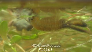 Mosquito Larvae Young Freshwater Shrimp Wiggler Aquatic Life Insects In ...