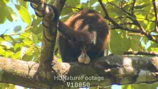 Mantled Howler Monkey Male Defecating Pooping Calling