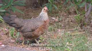 Chicken Male Female Pair Exotic Alien Invasive Species Rooster In Hawaii