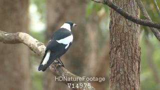 Australian Magpie Bird Defecating Pooping In Australia