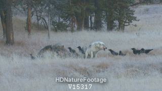 Wolf Pack Wolves Scent Marking Urinating Peeing Pooping At Bison Carcass