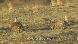 Sharp-tailed Grouse Male Several Breeding In Spring Dancing Ground Lek ...
