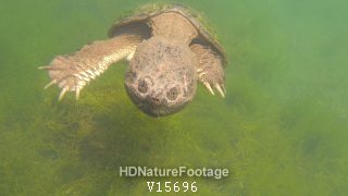 Snapping Turtle Swimming Underwater Closeup Of Face Eyes