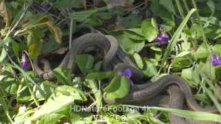 Wandering Garter Snake Male Female Snakes Mating Sexual Reproduction ...