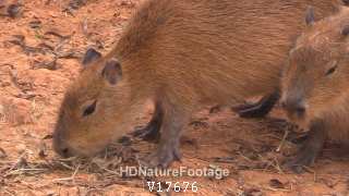 Capybara Young Pair Capybaras Eating Feeding On Bare Ground