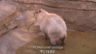 Capybara Animal Defecating Pooping In Water