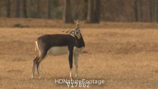 Blackbuck Buck Male With Long Horns Scratching Itching In Texas Game Ranch