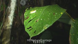 Frog And Frogs Biological Diversity And Species Richness In Jungle At Night