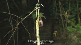 Spiny Lobster Locust Insect Curled Up On Branch In Amazon Rainforest