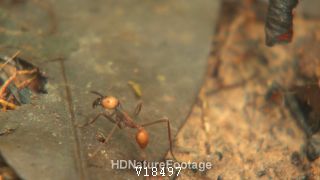 Eciton Army Ant Colony Many Ants Walking Moving Soldier Worker Caste ...