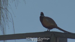 Ring-necked Pheasant Male Rooster On Fence Rail Backlit Profile Silhouette
