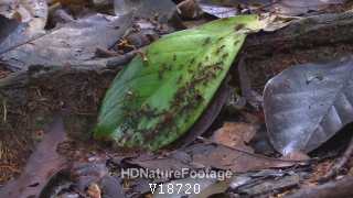 Army Ant Colony Many Ants Walking Moving Marching With Soldiers Guards
