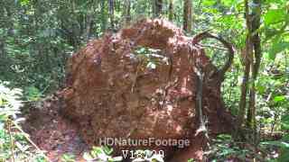 Amazon Rain Forest Canopy Treetop Opening In Fallen Roots Windthrow Tree