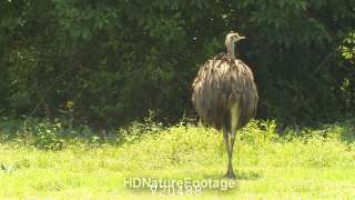 Greater Rhea Bird Eating Pecking In Jungle Clearing Opening Field In Brazil