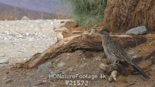 Greater Roadrunner Cuckoo Bird Standing Walking Lifting Tail California ...
