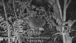 Nocturnal Hoffmans Two-toed Sloth Foraging Climbing At Night In Costa Rica
