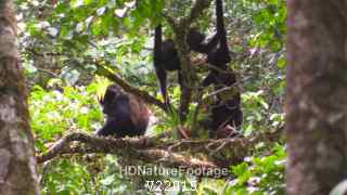 Zoom In Mantled Howler Monkey Troop Monkeys Sitting Resting In Jungle ...