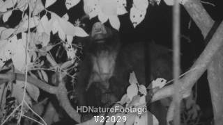 Howler Monkey Yawning Open Mouth Teeth On Tree Branch At Night Costa Rica