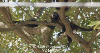 Mantled Howler Monkey Male Resting Testicles And Scrotum In Costa Rica