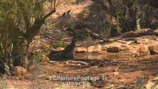 Greater Roadrunner Cuckoo Bird Drinking Water In American Southwest Desert